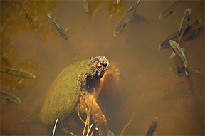 Land of Sky Regional Council